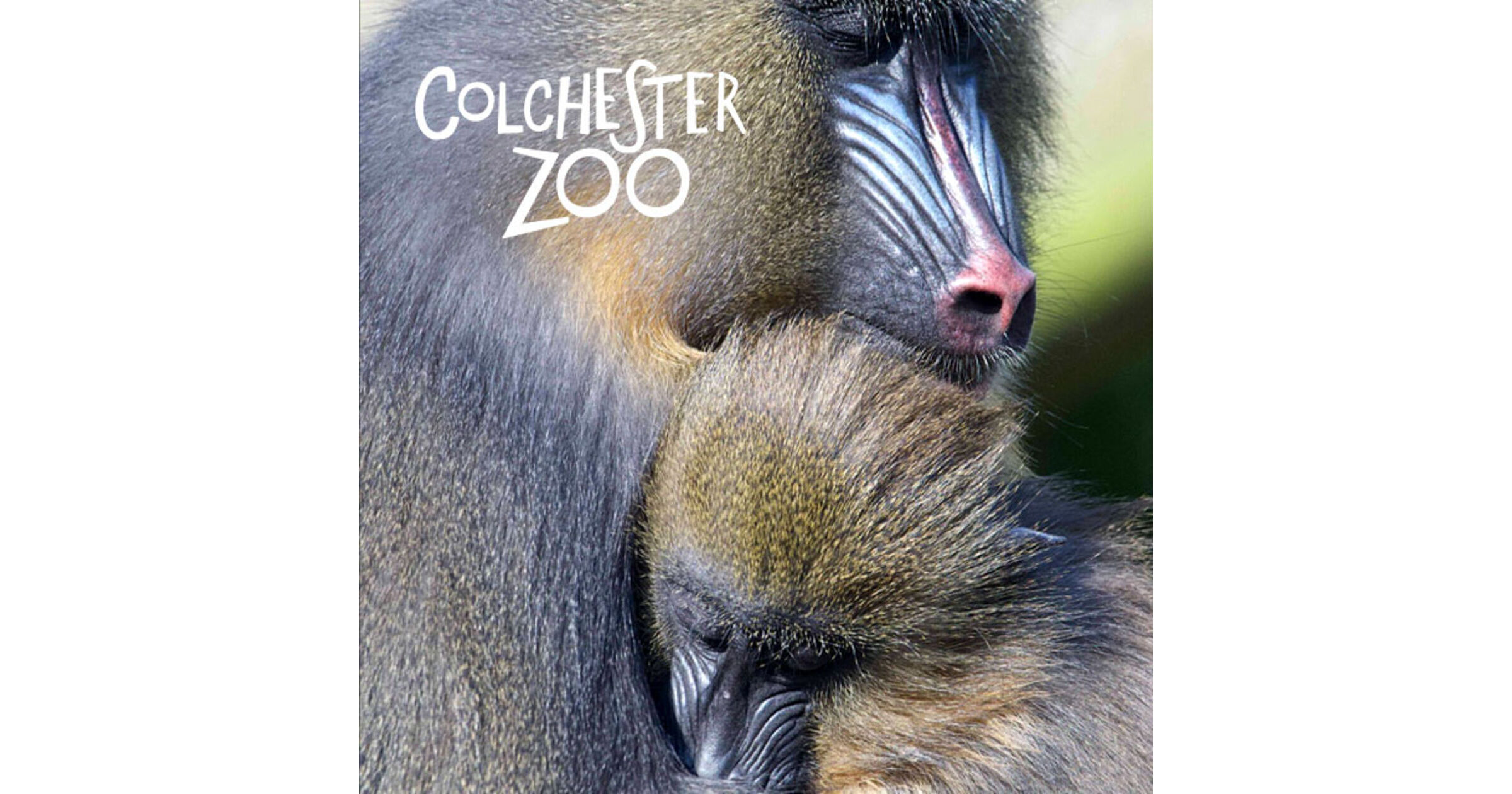 Colchester Zoo